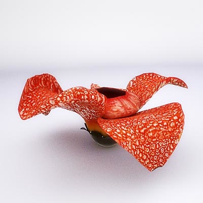 3d rafflesia flowering model